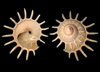 马掌螺总科 Hipponicacea 蓝色动物学（中国动物学科普）